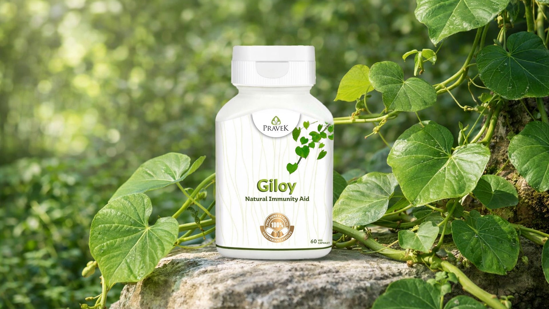 Giloy for Immunity: Benefits, How to Use & its Precautions – Pravek